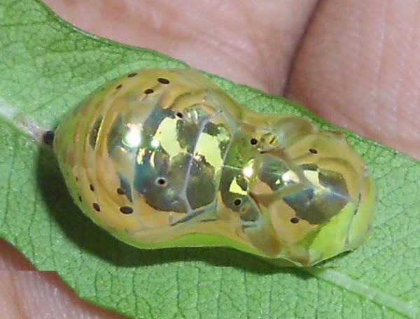 Common Indian Crow | Project Noah