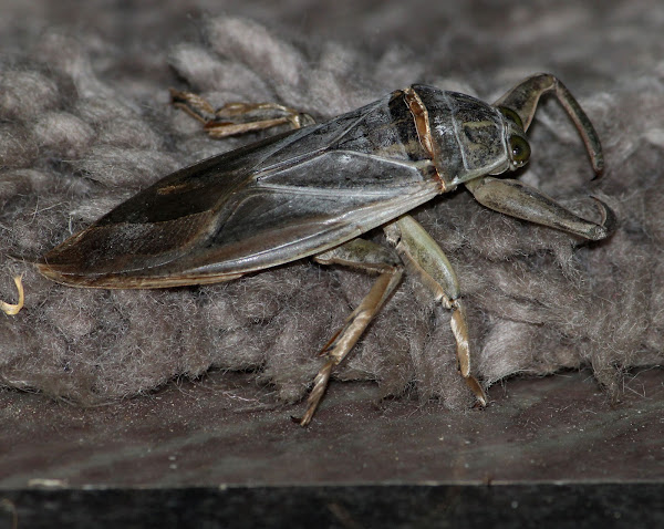 Toe-biter/ Giant water bug | Project Noah