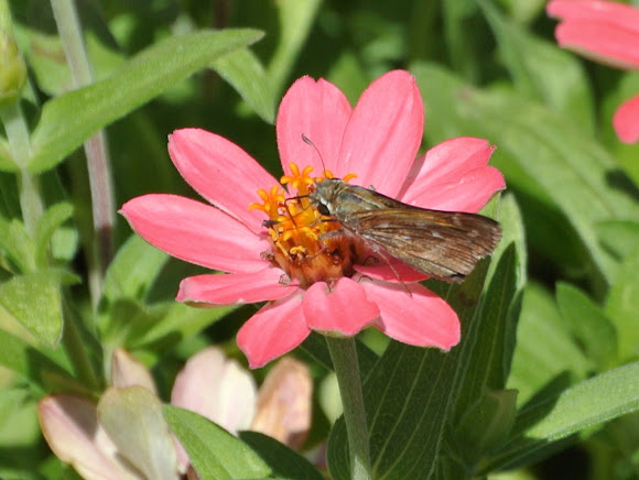 Clouded Skipper Butterfly | Project Noah