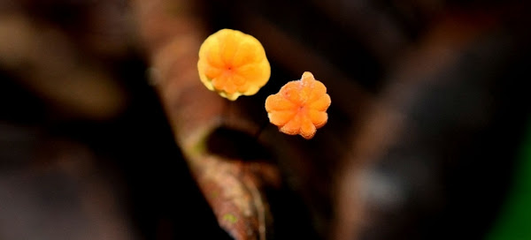 Marasmius sp. | Project Noah