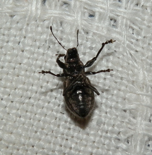 White-fringed Weevil | Project Noah