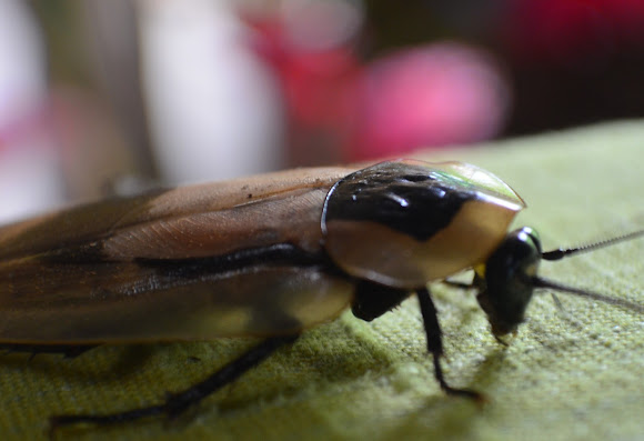 Cucaracha gigante | Project Noah