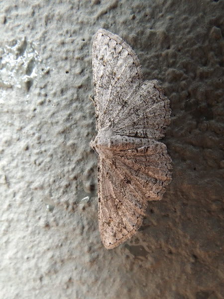 Common Gray Moth | Project Noah