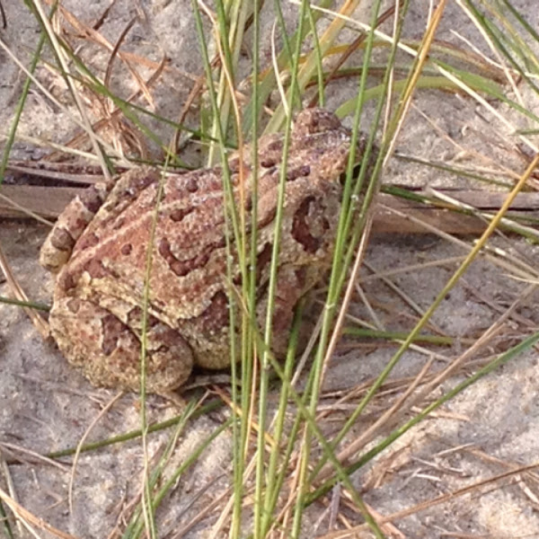 Fowler's toad | Project Noah