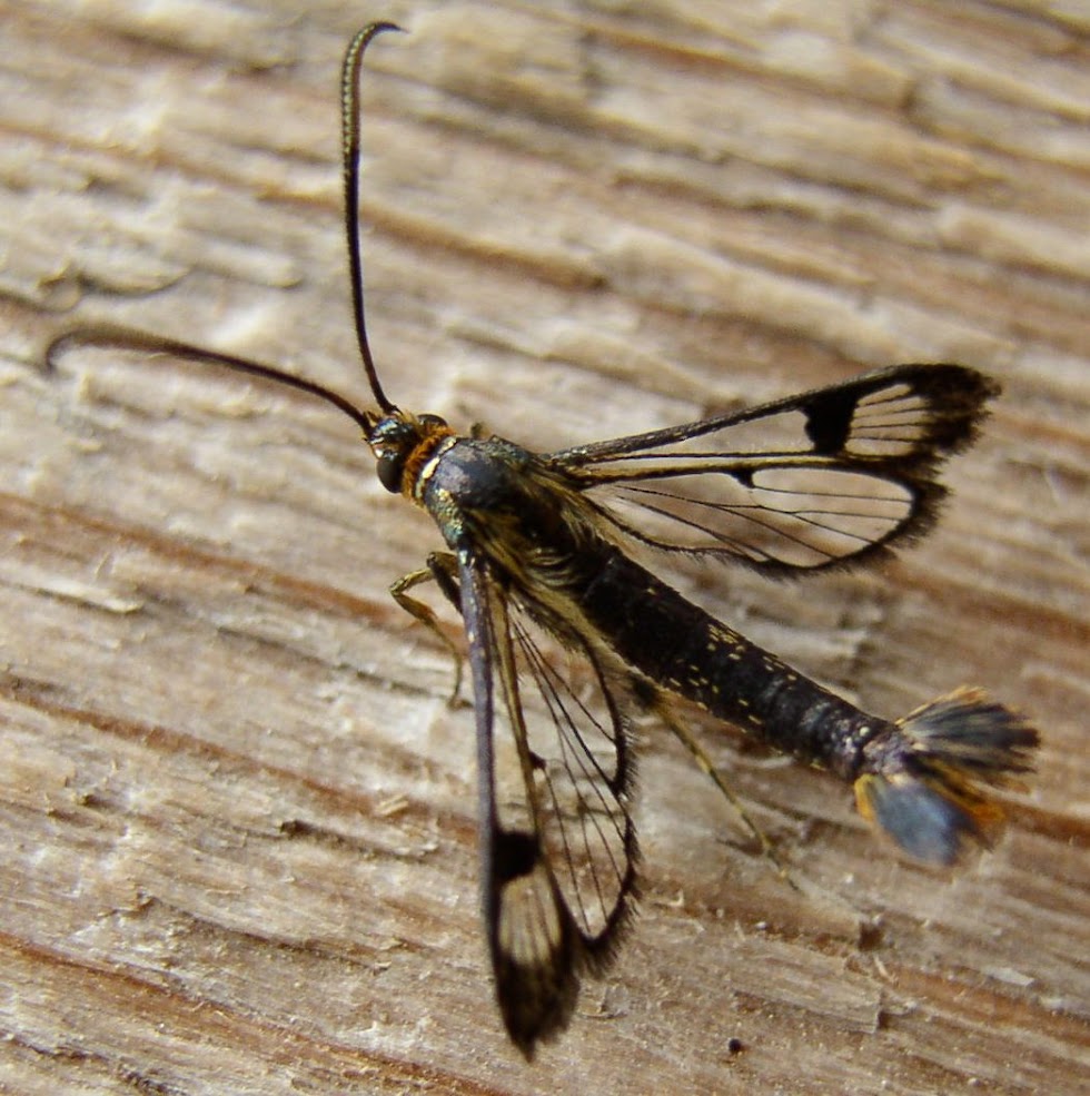 Red Maple Borer. | Project Noah