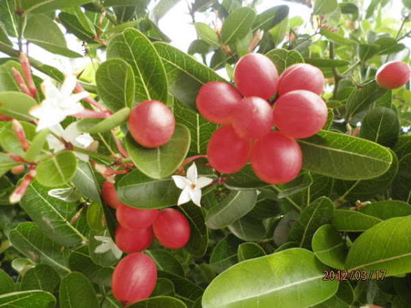 karanda / samarinda fruit/ natal plum | Project Noah
