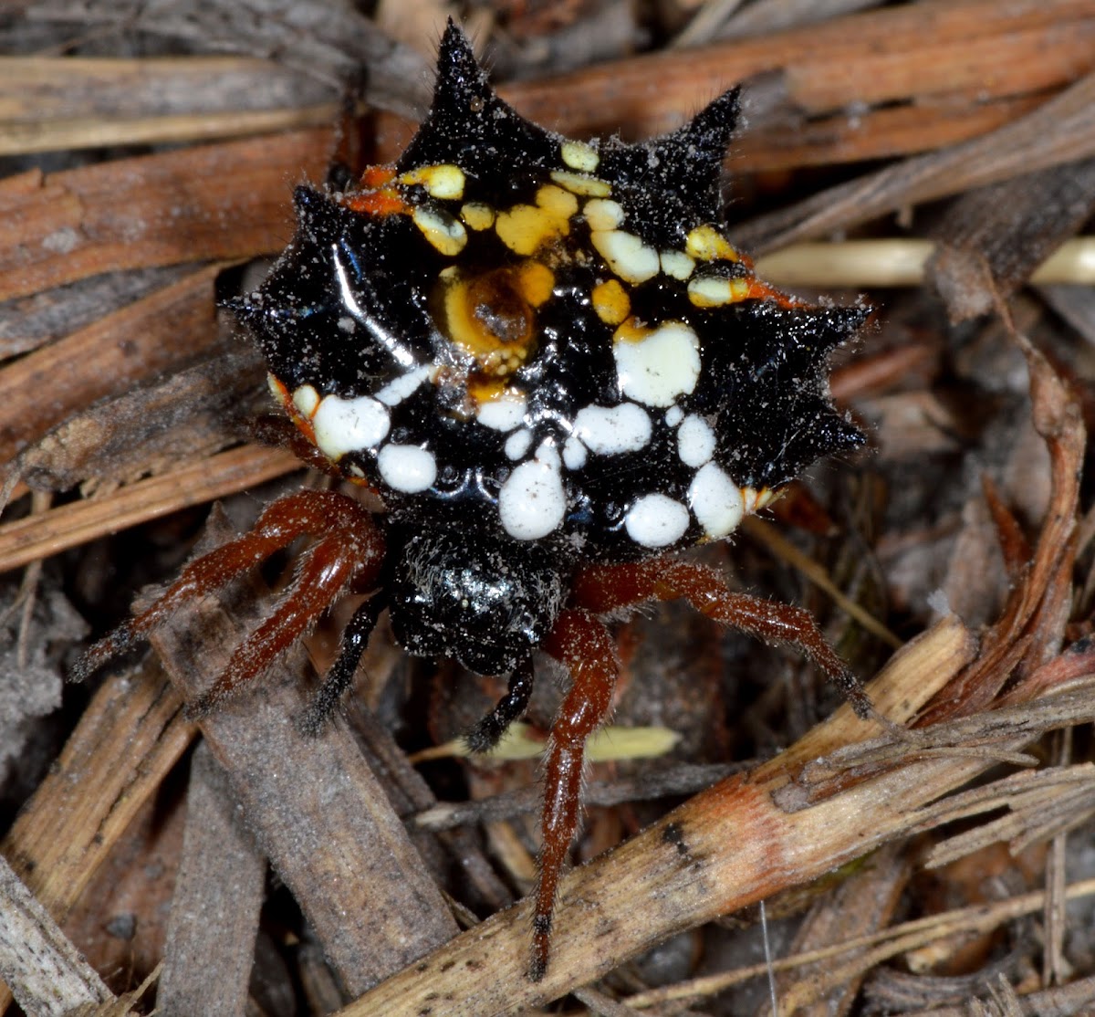 Jewel Spider | Project Noah