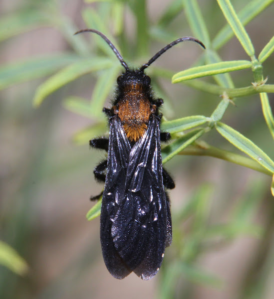 Velvet Ant ♂ | Project Noah