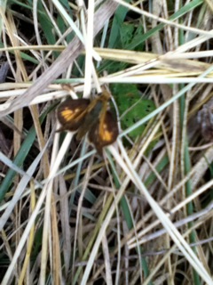 don skipper | Project Noah