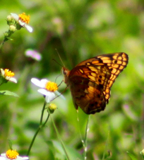 Tawny Emperor Butterfly | Project Noah