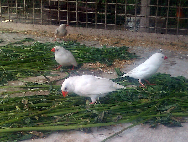 White zebra finch | Project Noah