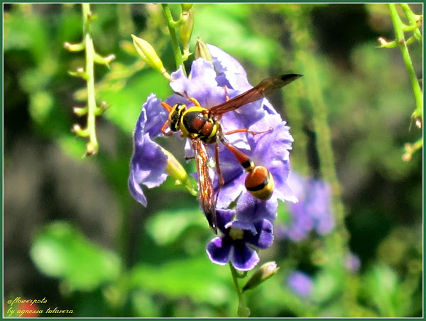 Yellow Potter Wasp | Project Noah