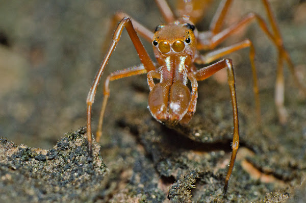Red Ant-mimicking Spider (Male) | Project Noah