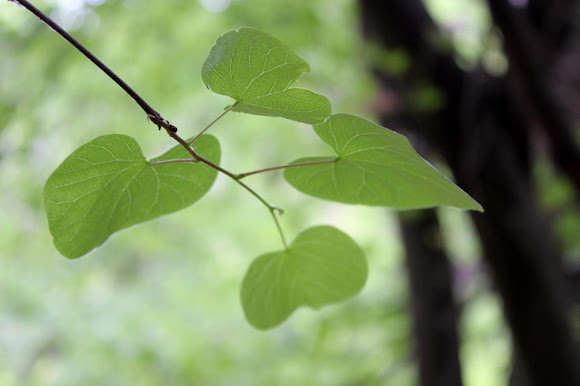 ficus sycamore | Project Noah