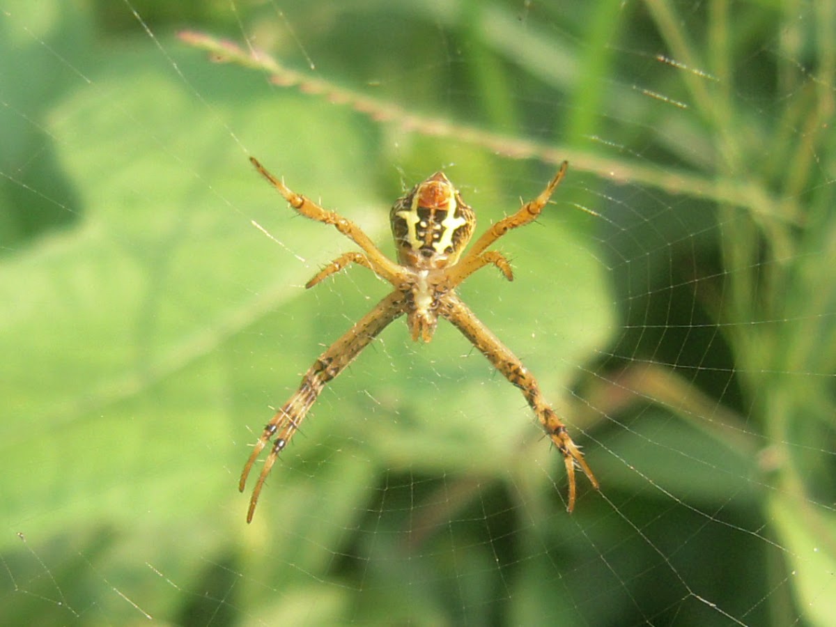 Signature spider | Project Noah