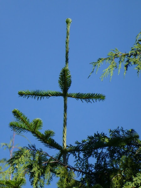 Pacific Silver Fir | Project Noah