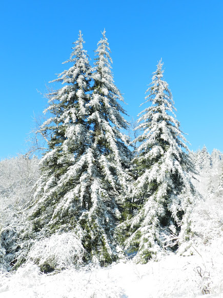 Red Spruce | Project Noah