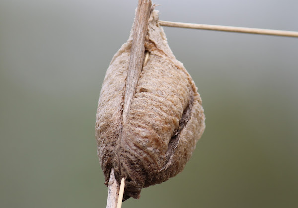 praying mantis ootheca | Project Noah