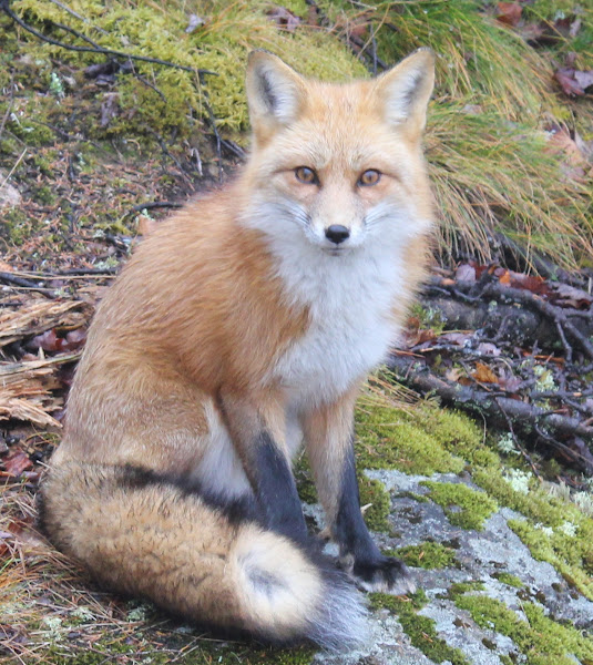 Red Fox | Project Noah