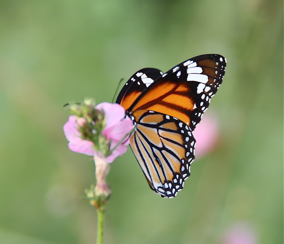 Striped Tiger | Project Noah