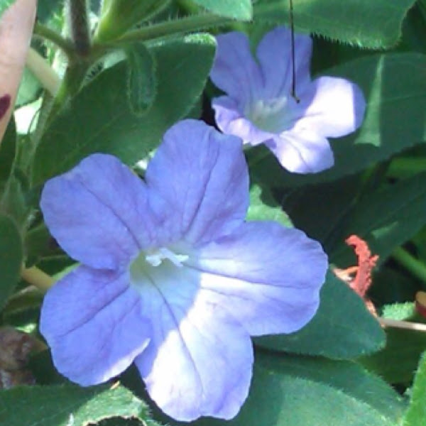 Ruellia "Blue Shade" | Project Noah