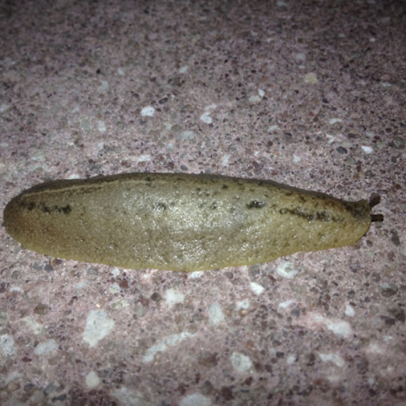 Florida Leatherleaf Slug | Project Noah