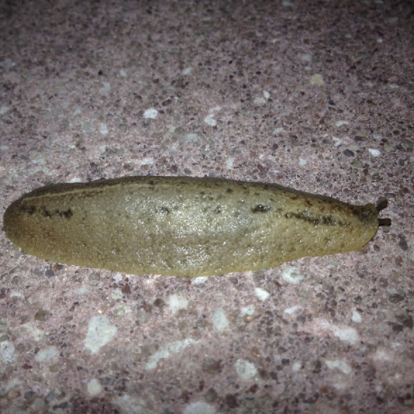Florida Leatherleaf Slug | Project Noah