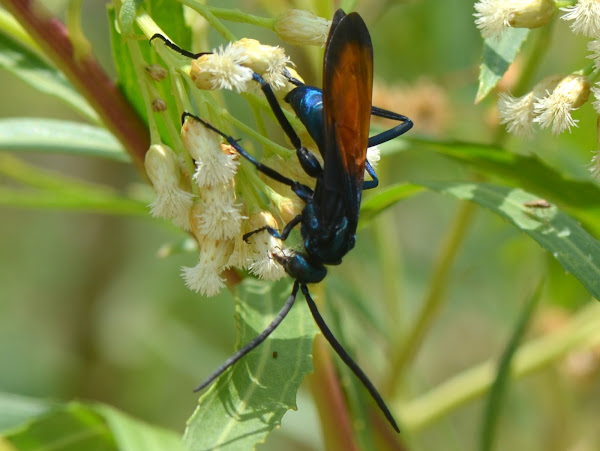 Tarantula Hawk wasp | Project Noah