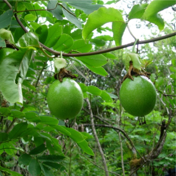 Parcha o Maracuyá | Project Noah