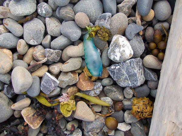 Indo- Pacific Man-of-War | Project Noah