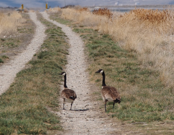 Canada Goose | Project Noah