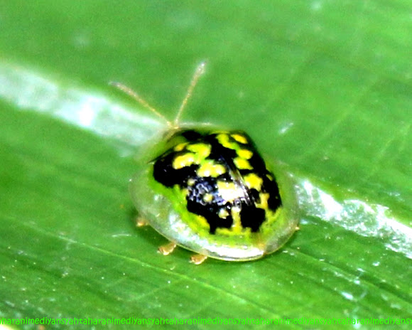Green Tortoise Beetles | Project Noah