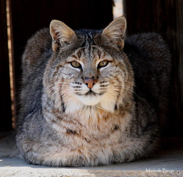 Bobcat | Project Noah