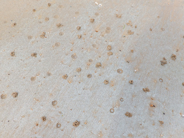 Rag worm/sand worm cast | Project Noah