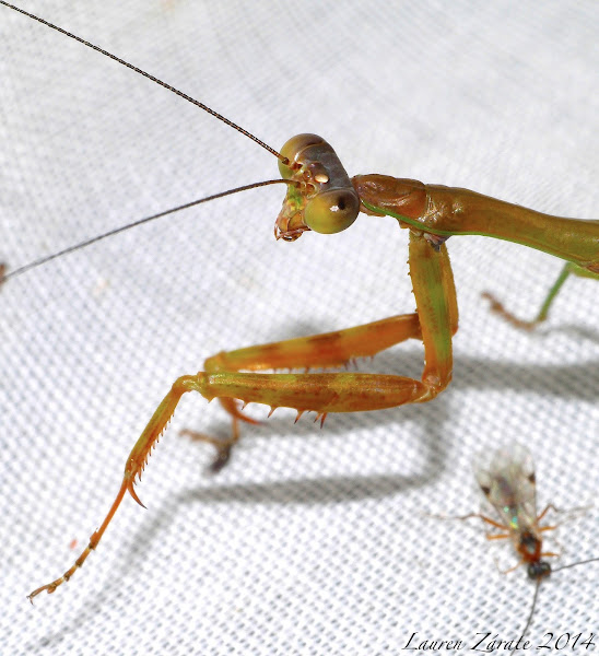 Mantid | Project Noah