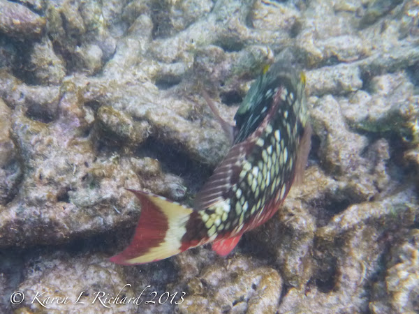 Stoplight parrotfish (initial phase) | Project Noah