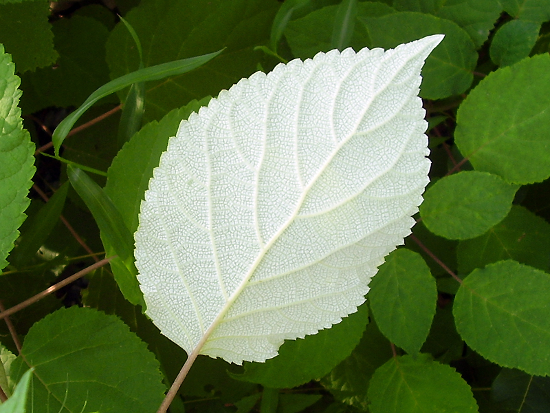 Silverleaf hydrangea | Project Noah