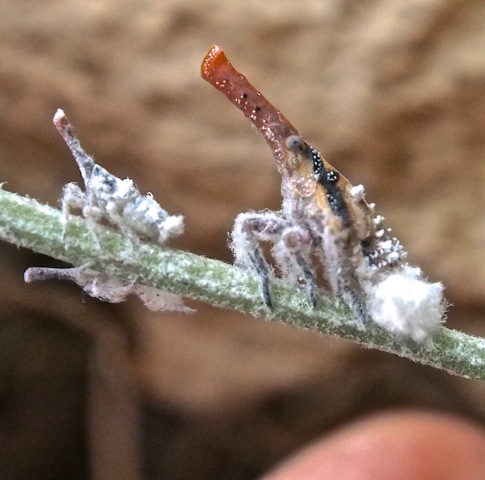 Malagasy Lantern Bug Nymph | Project Noah