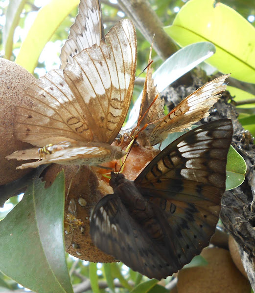 Common Baron | Project Noah