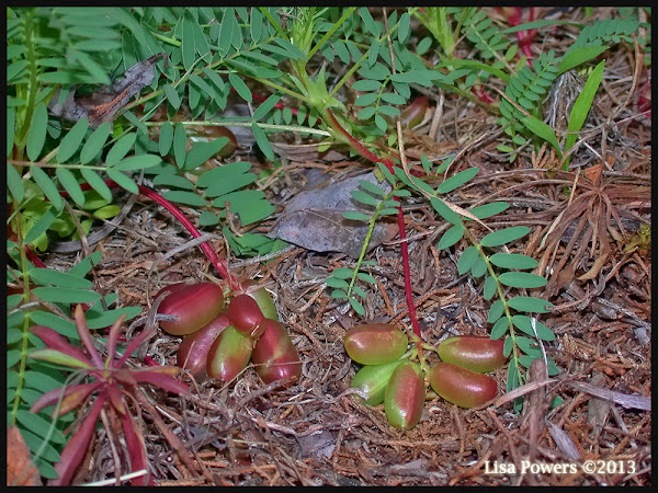 Pyne’s ground plum | Project Noah