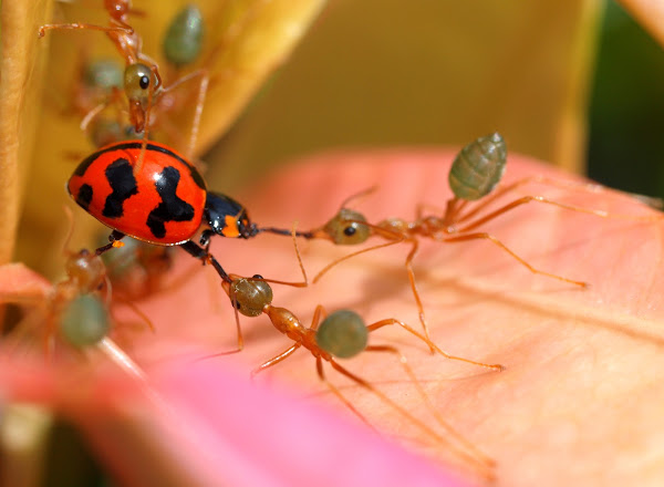 Green Tree Ant | Project Noah