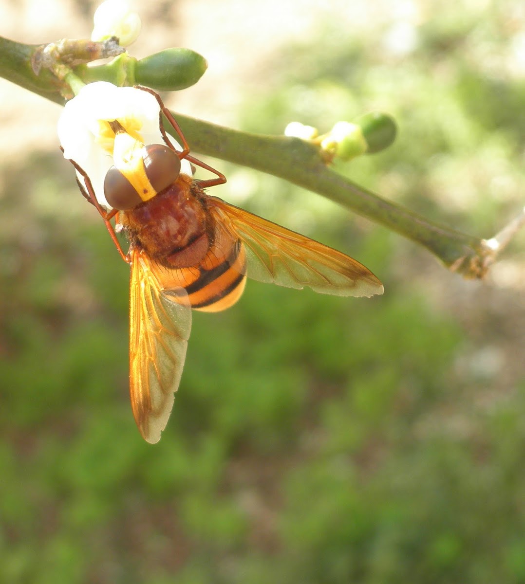 Abeja. Bee | Project Noah