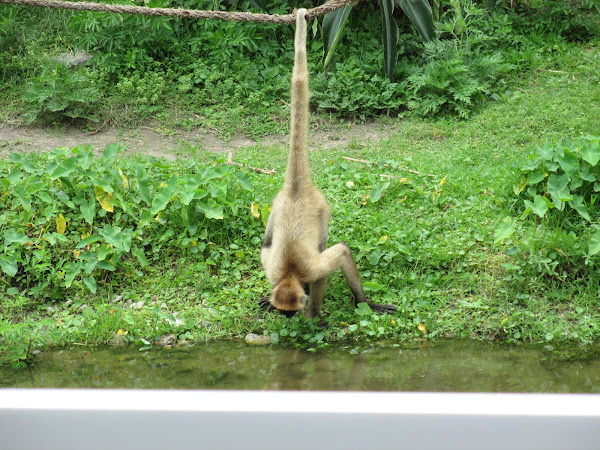 Geoffroy’s Spider Monkey | Project Noah