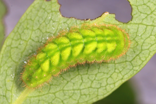 Gray Hairstreak caterpillar | Project Noah