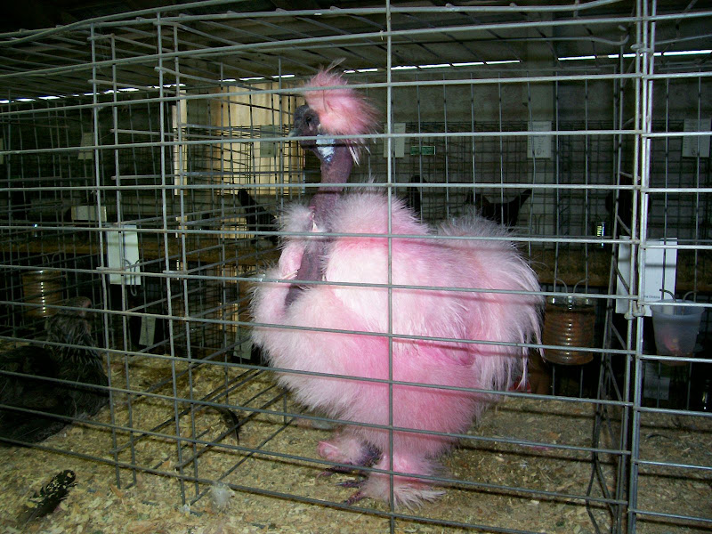 PINK SHOWGIRL!!! County Fair Picture | BackYard Chickens - Learn How to ...