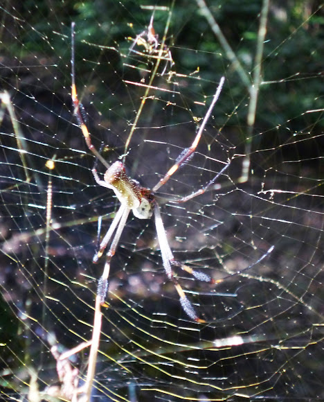 Nephila Spider | Project Noah