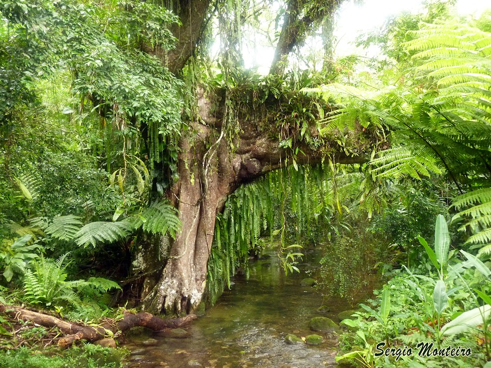 Figueira brava (Fig tree) | Project Noah