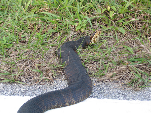 Water Moccasin/Cotton Mouth | Project Noah