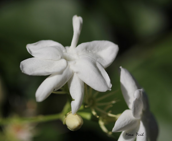 Jasmine | Project Noah