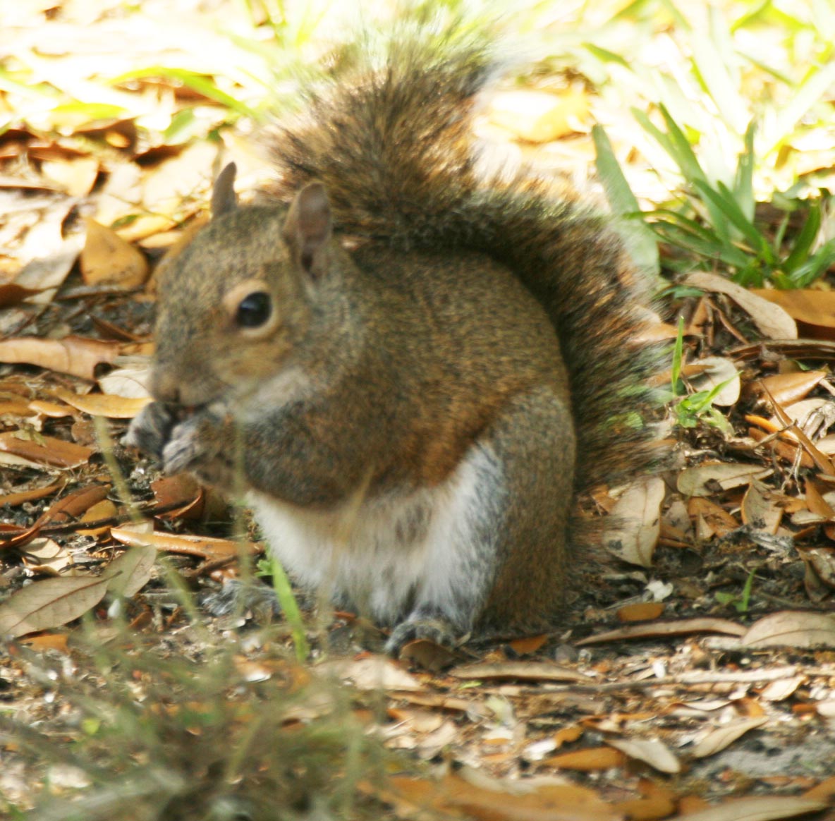 Eastern Gray Squirrel | Project Noah